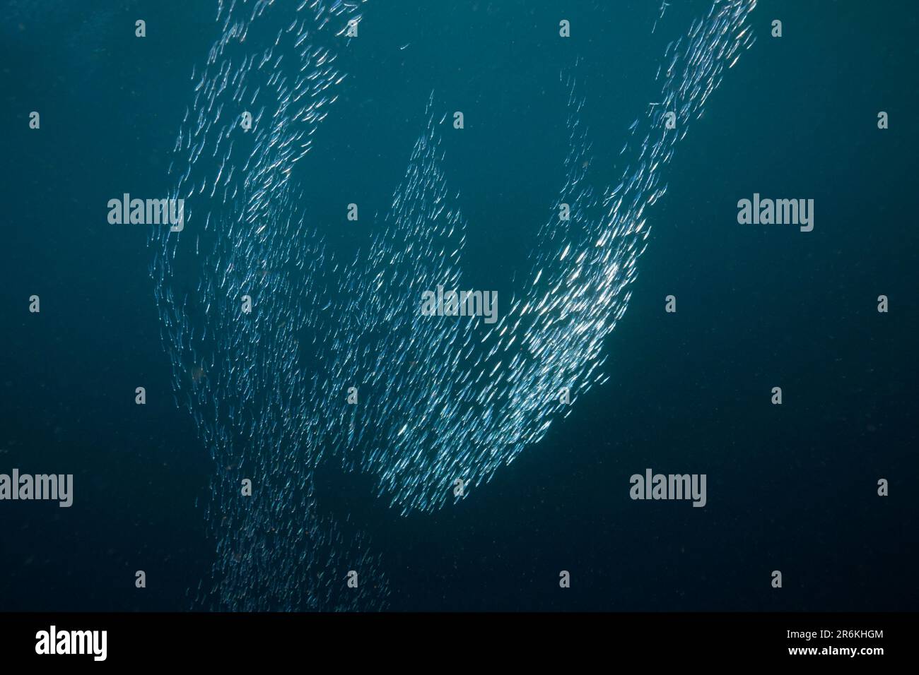 Spikefish, Raja Ampat, West Papua, Spikefish, Indonesia Stock Photo - Alamy