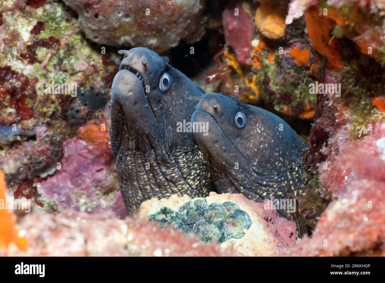 Mediterranean Morays (Muraena helena), pair, Costa Brava, Spain Stock ...