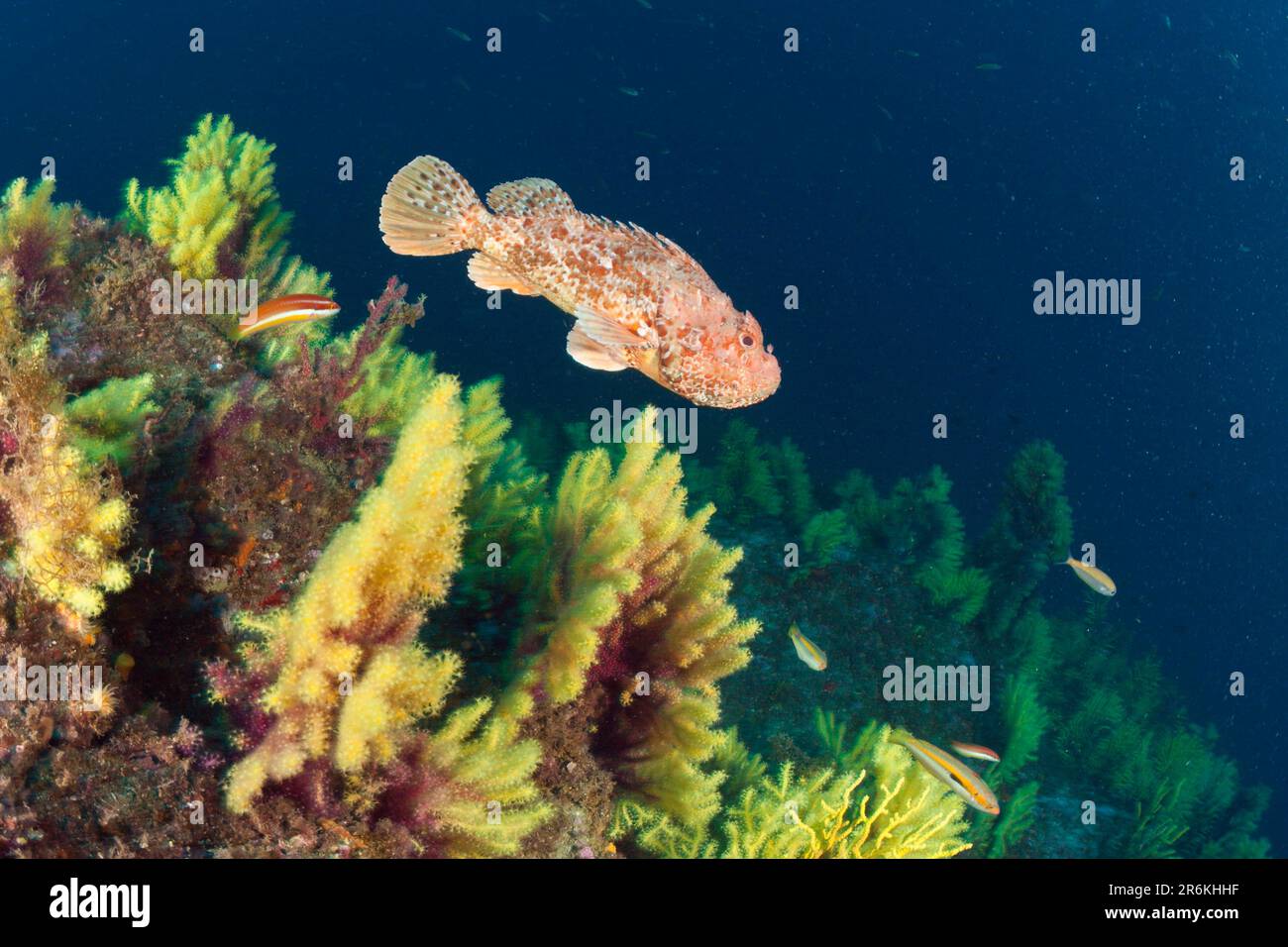 Large Scaled Scorpionfish, Costa Brava, Spain (Scorpaena scrofa Stock ...