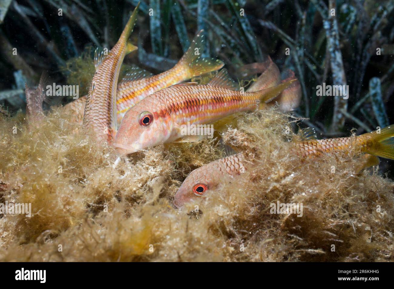 Striped (Mullus surmuletus) Red Mullets searching for food, Costa Brava ...