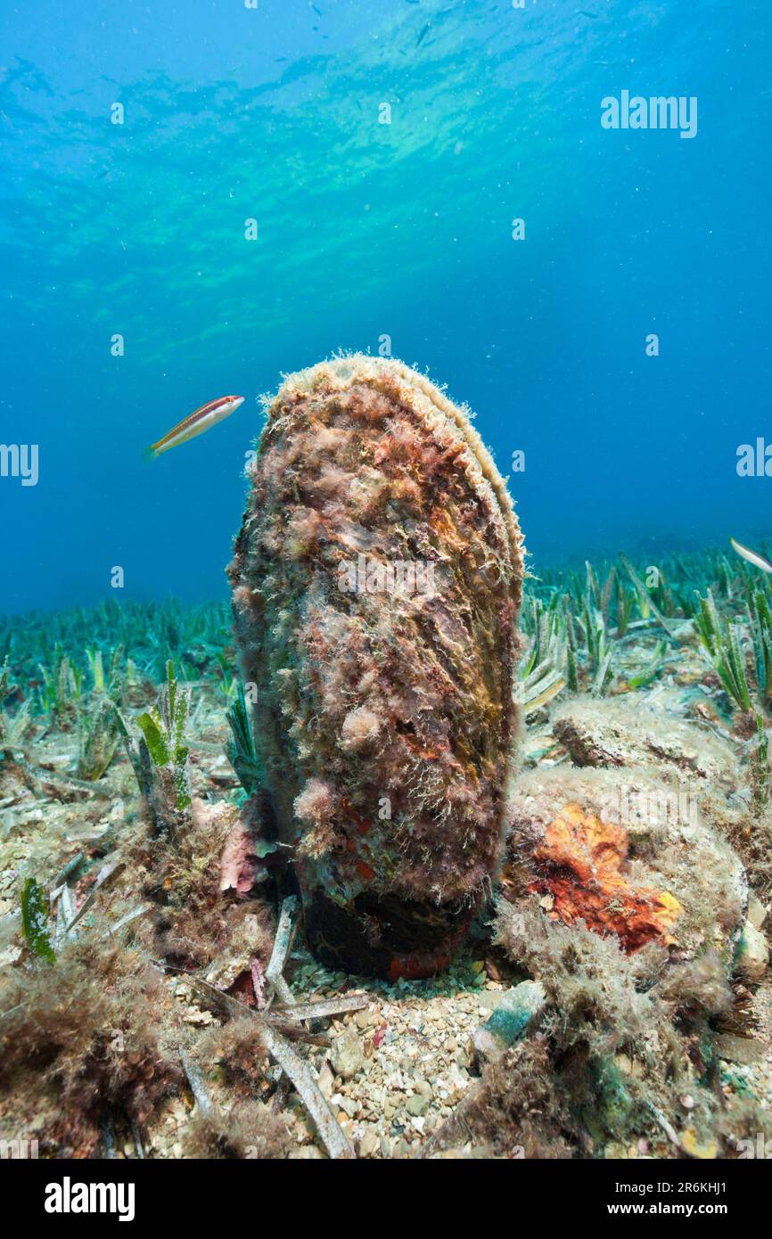 Costa brava spain underwater world hi-res stock photography and images ...