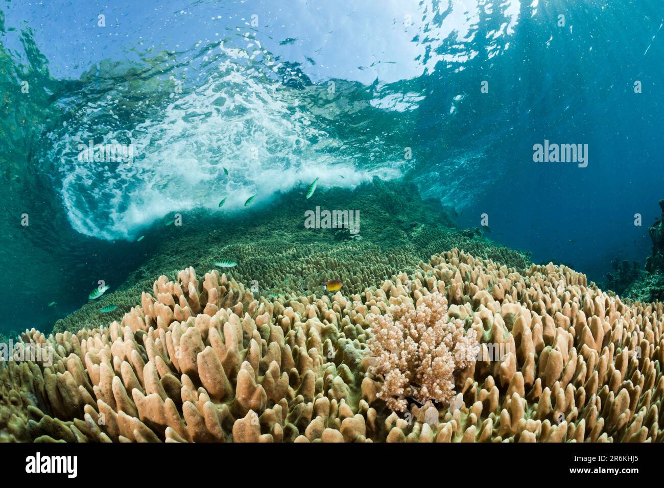 Coral reef, Raja Ampat, West Papua, Indonesia Stock Photo - Alamy