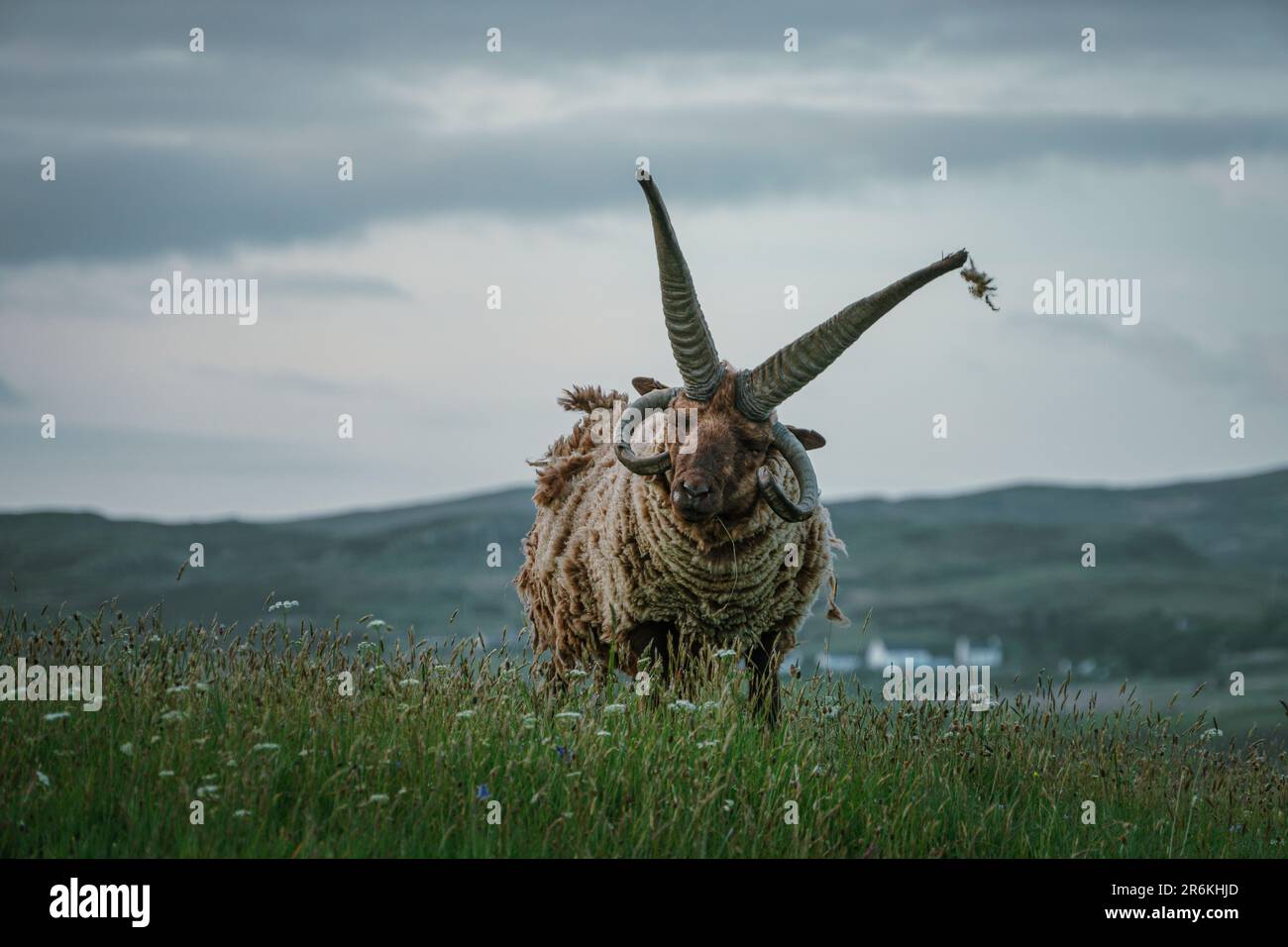 Isle skye farm sheep hi-res stock photography and images - Alamy