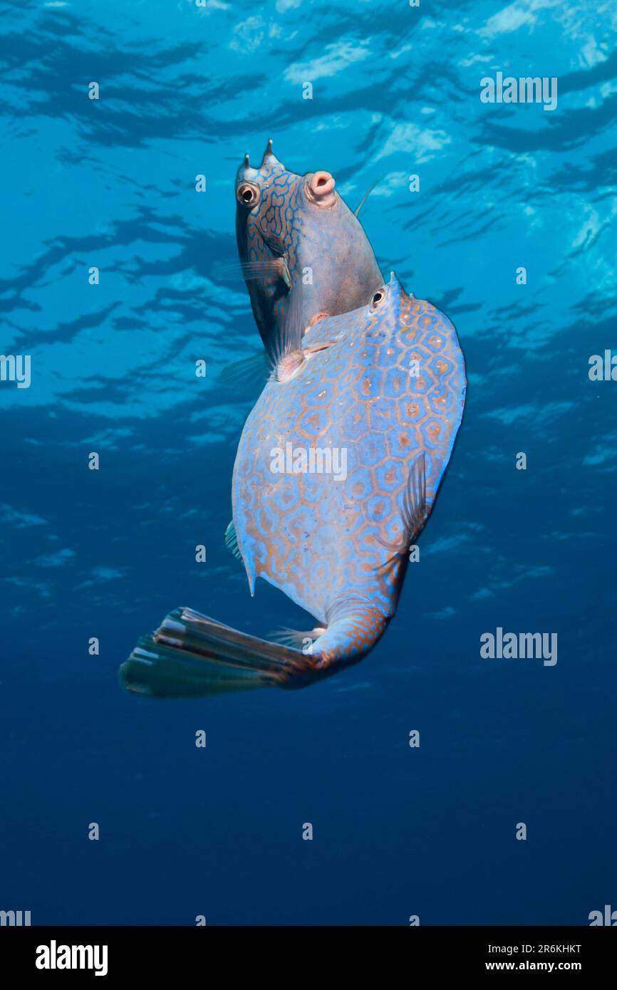 Honeycomb Cowfish, courtship display, Cozumel, Mexico (Lactophrys ...