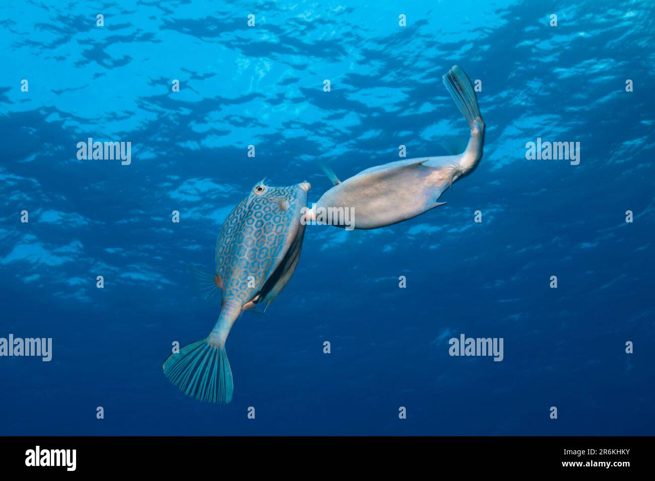 Honeycomb trunkfish hi-res stock photography and images - Alamy