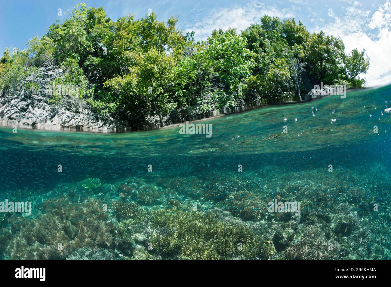 Coral reef, Raja Ampat, West Papua, Indonesia, Asia Stock Photo - Alamy