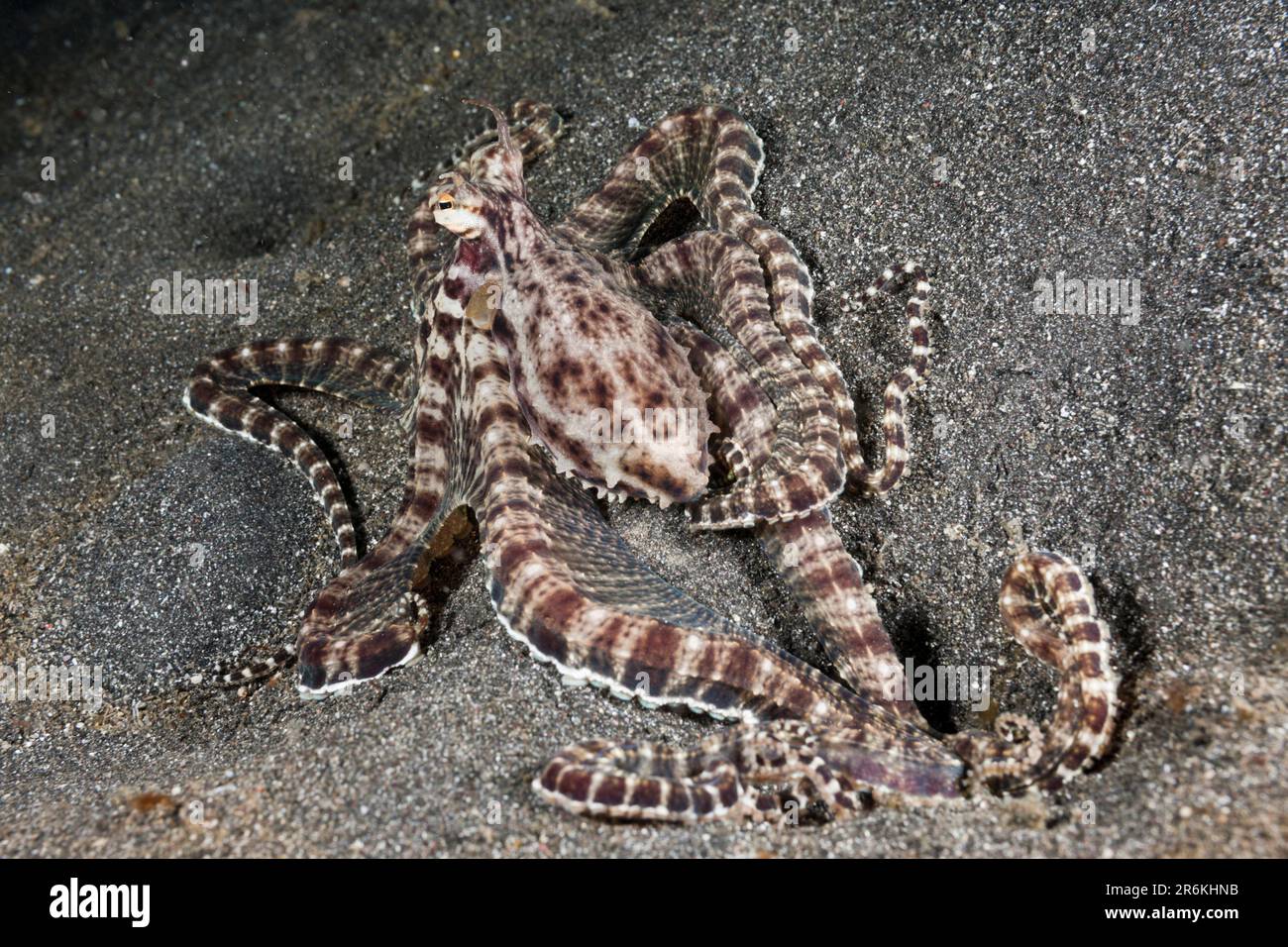 Mimic Octopus (Thaumoctopus mimicus), Lembeh Strait, North Sulawesi ...