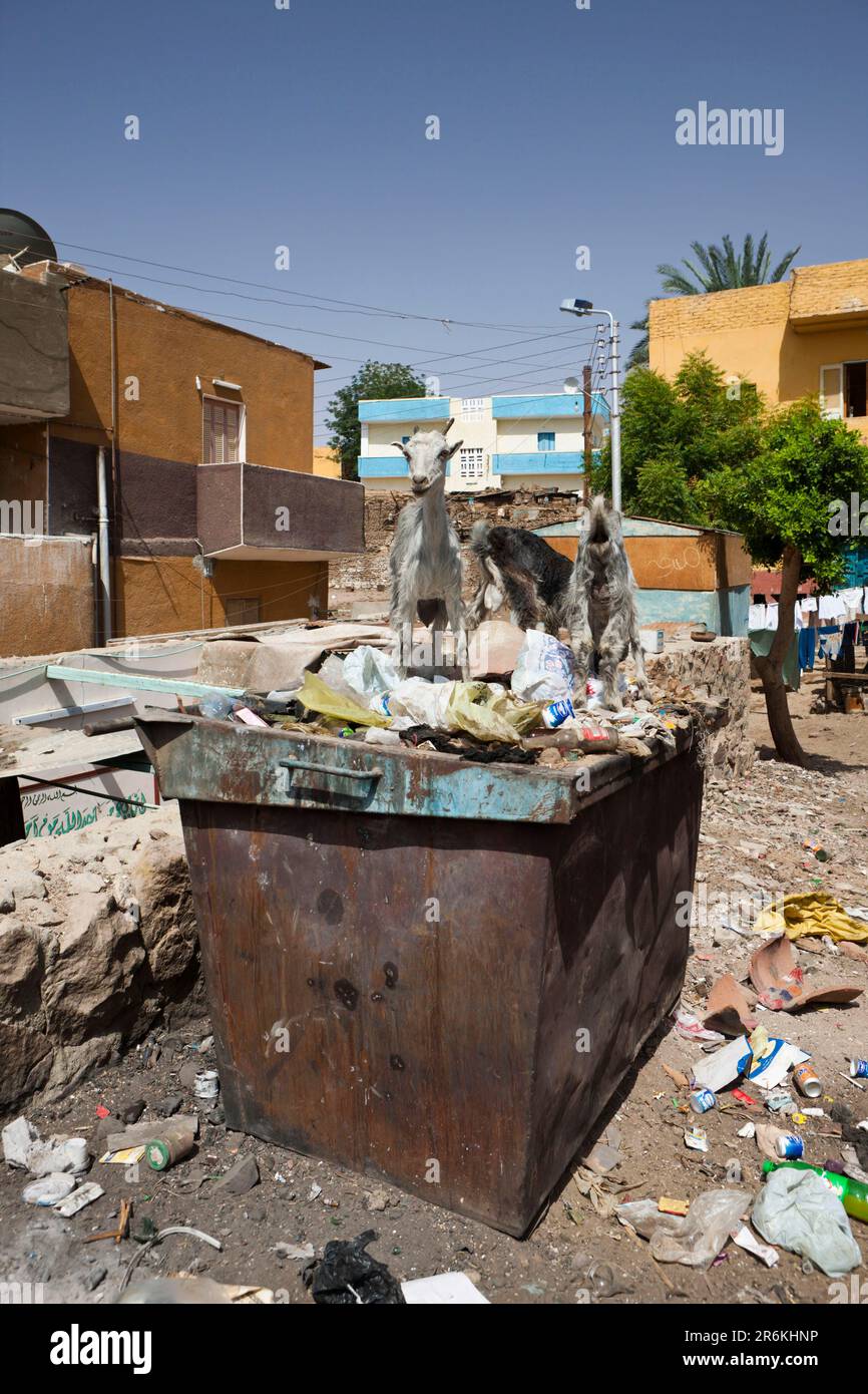 Domestic goats in dumpster, Elephantine Island, Aswan, goat, goats ...