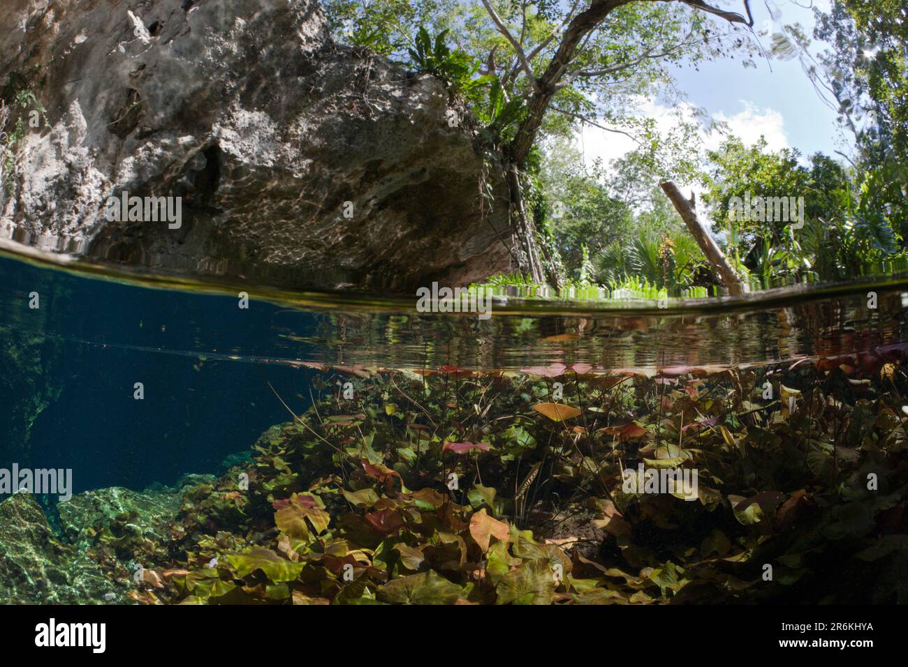 Gran Cenote underwater cave, Yucatan Peninsula, underwater cave, Mexico ...