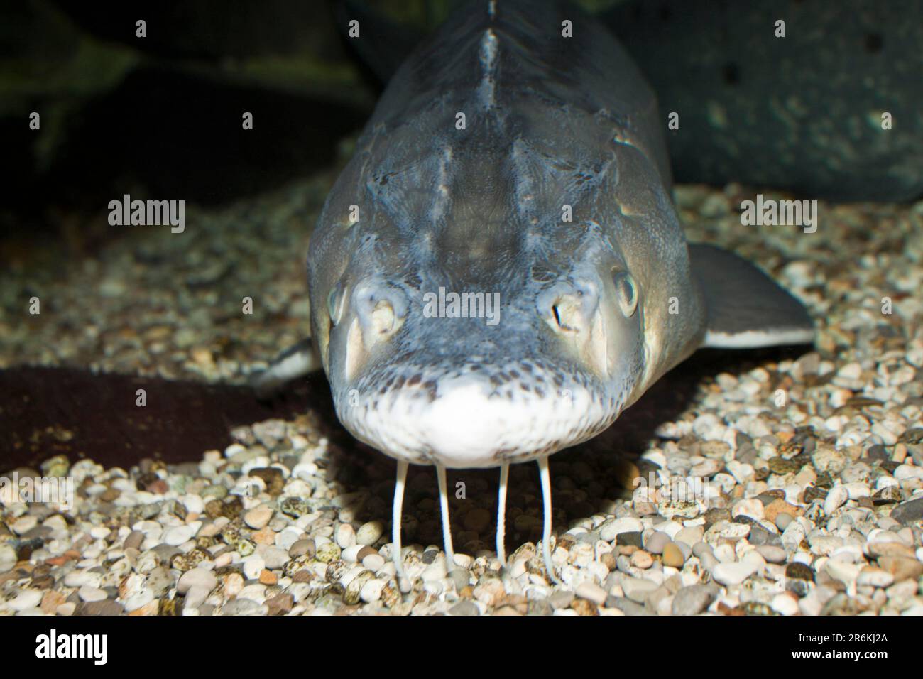 Caspian Sea Monster Fish