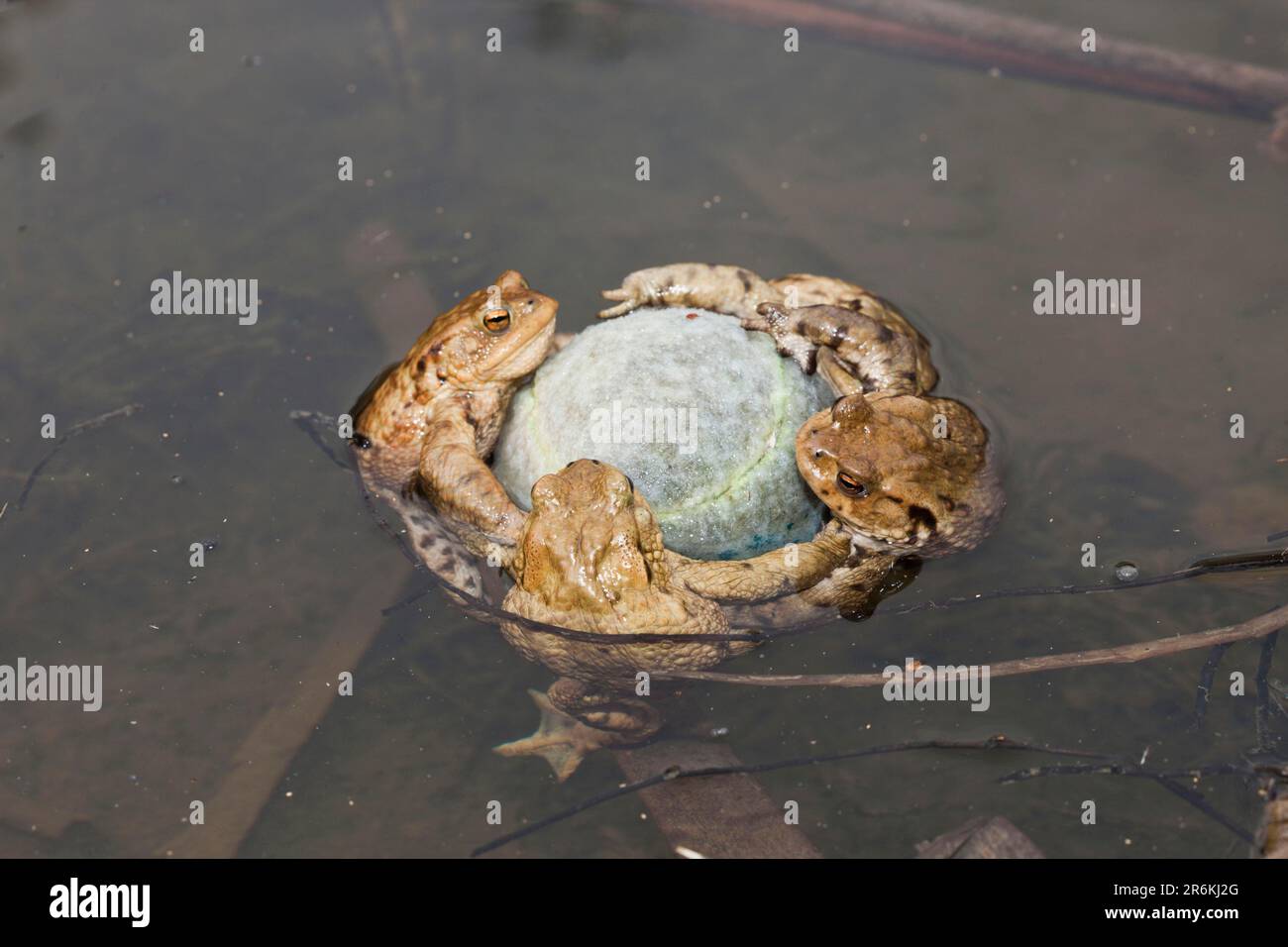Common Toads (Bufo bufo) clinging tennis ball, Bavaria, Germany, mating ...