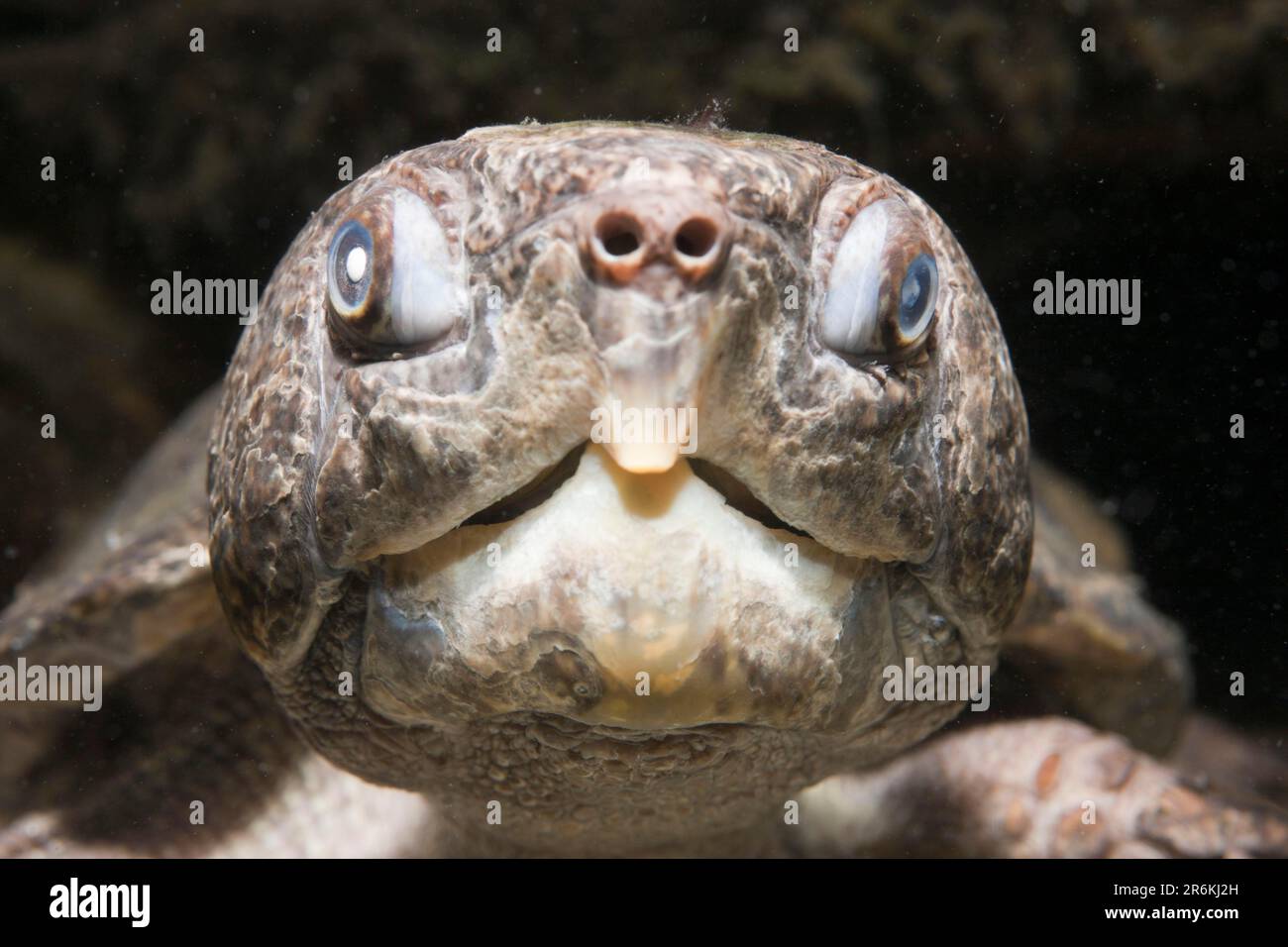 Big headed turtle hi-res stock photography and images - Alamy