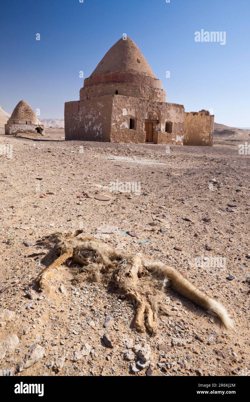 Animal carcass in front of tomb, Al Qasr, Dakhla Oasis, Libyan Desert ...