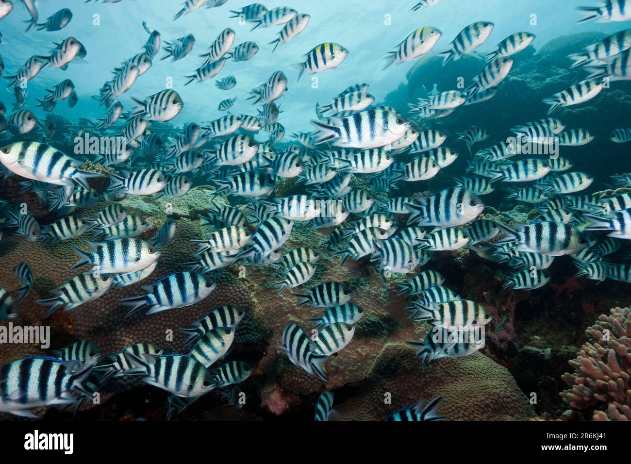 Scissor-tail Sergeant Majors, Beqa Lagoon, Viti Levu, Fiji, Striptailed ...