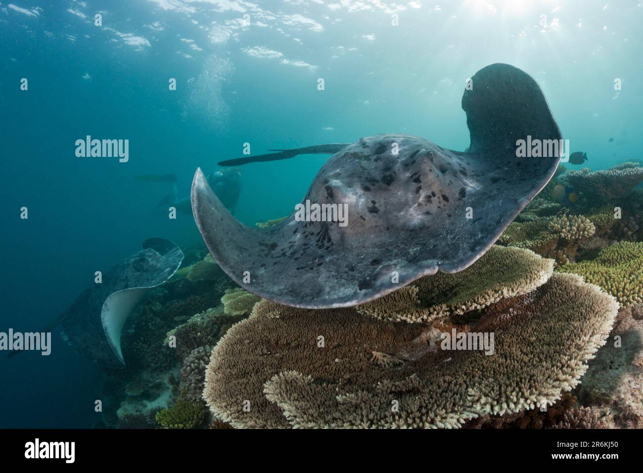 Round Ribbontail Rays and diver, Ellaidhoo House Reef, Ari Atol ...