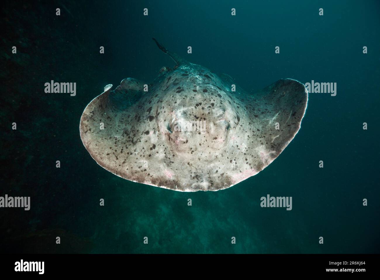 Round Ribbontail Ray, Ari Atol, Maldives (Torpedo melanospila), Black ...