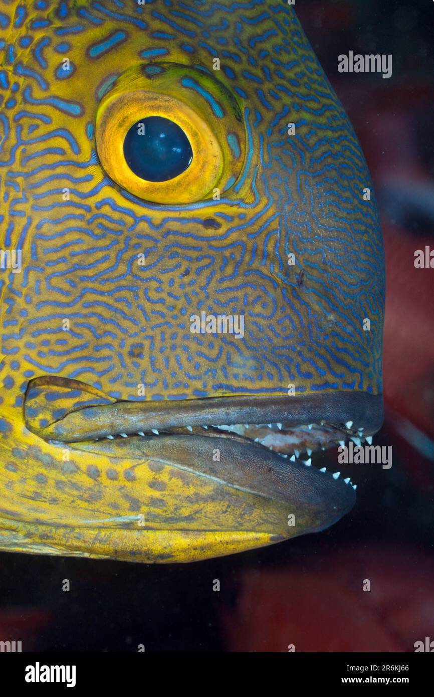 Midnight Sea Perch, Ellaidhoo House Reef, North Ari Atol, Maldives ...