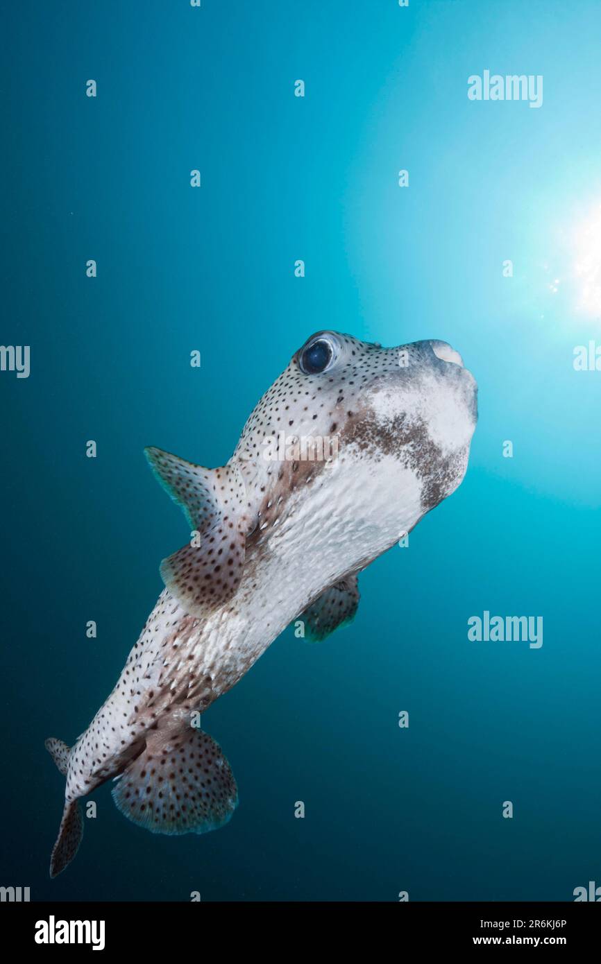 Spot-fin porcupinefish (Diodon hystrix), Medhu Faru Reef, South Male ...