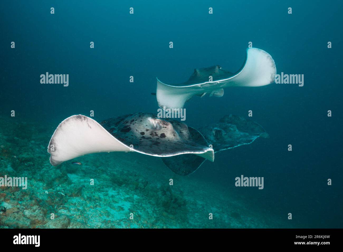 Round Ribbontail Rays, Ari Atol, Maldives (Torpedo melanospila), Black ...