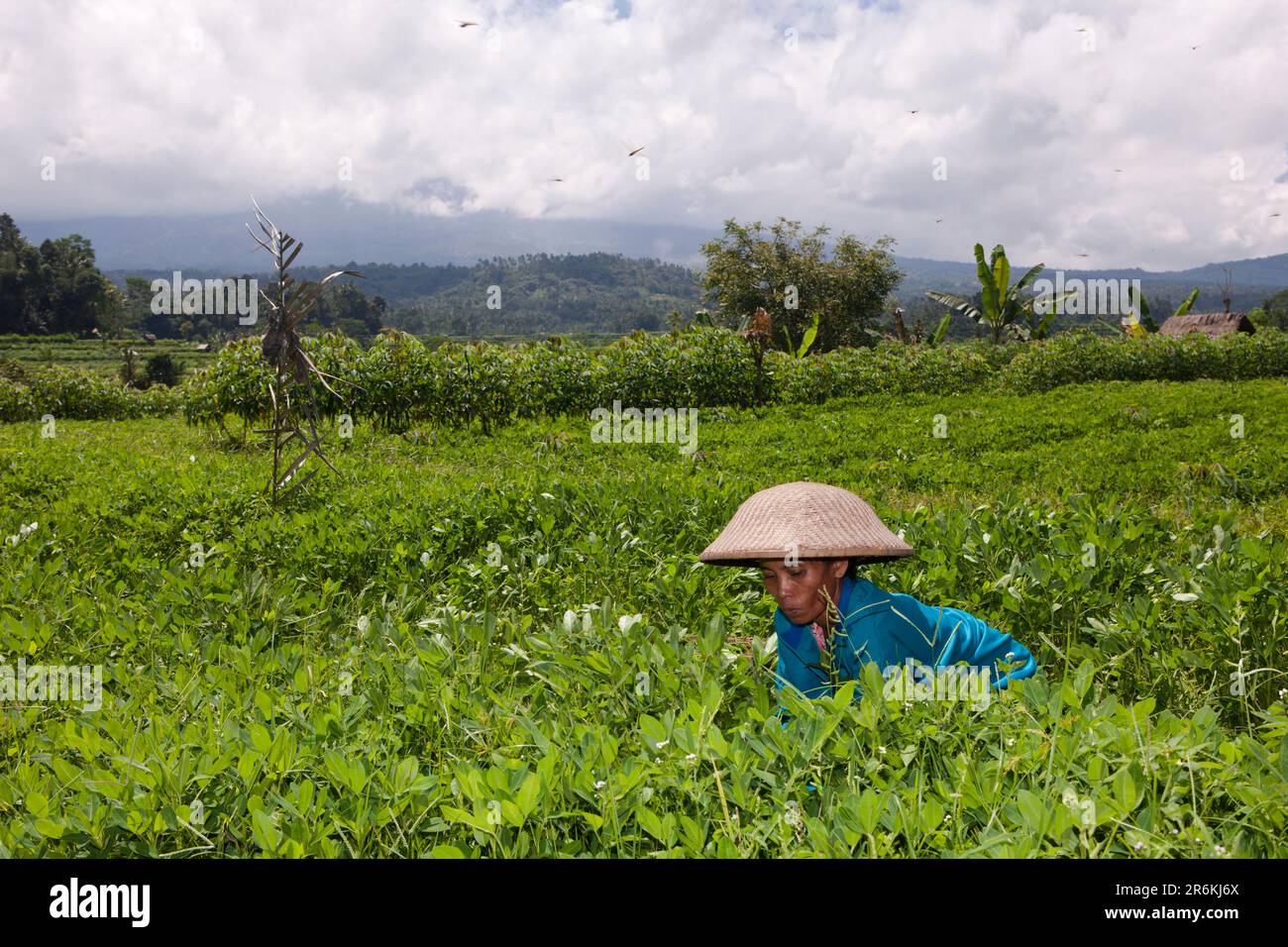 Construction worker harvesting clover, Lesser Sunda Islands, Bali ...