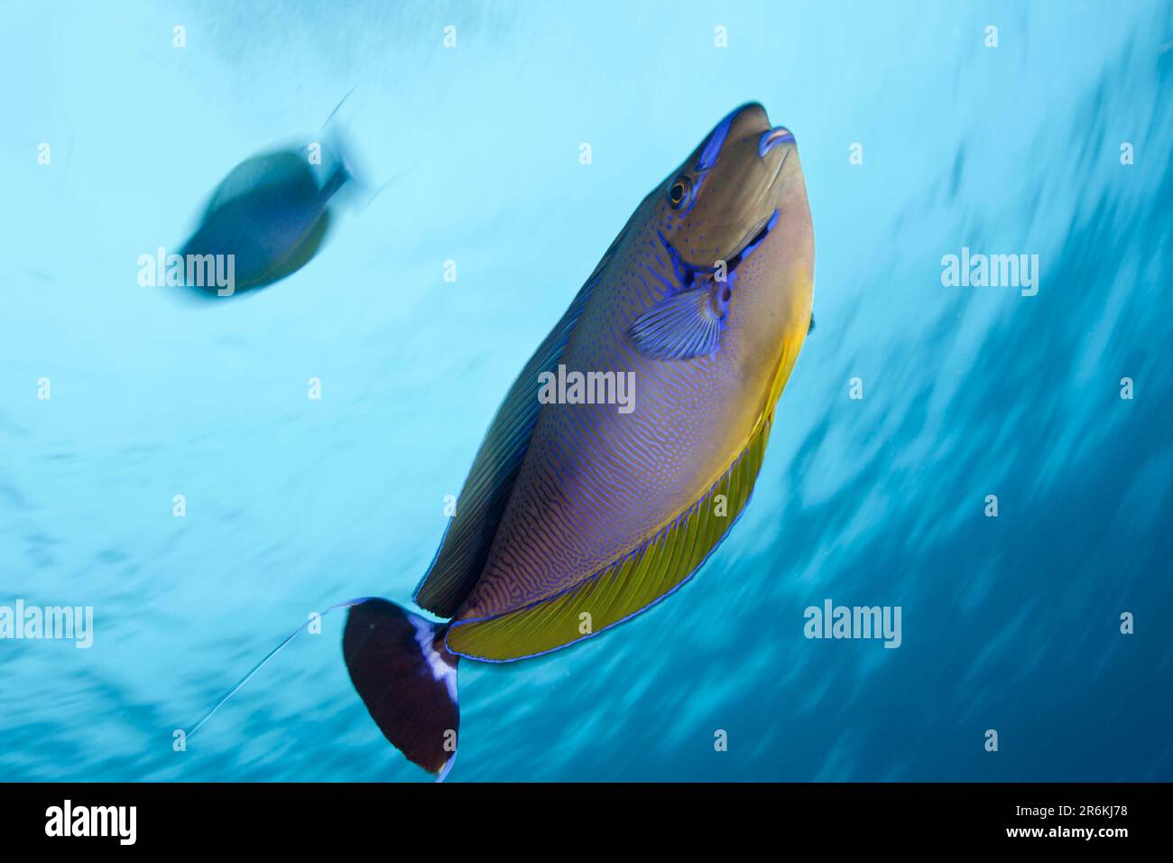Bignose unicornfish (Naso vlamingii), Guraidhoo Channel, South Male ...