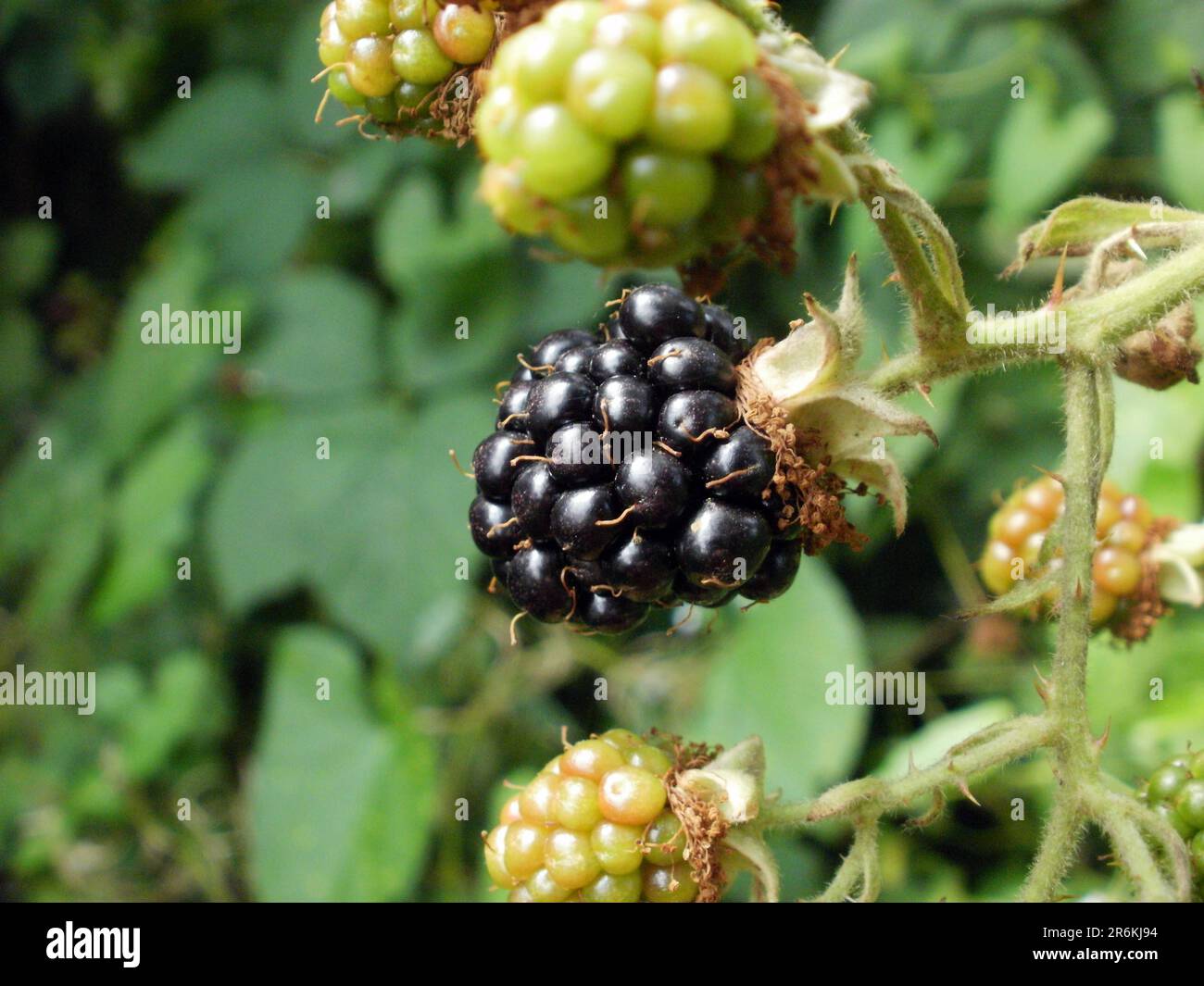 Rosaceae rubus hi-res stock photography and images - Alamy