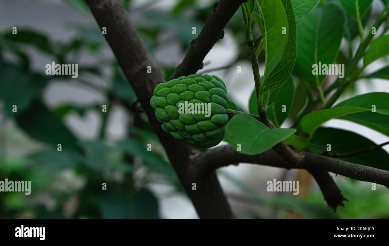 Custard apple tree hi-res stock photography and images - Alamy