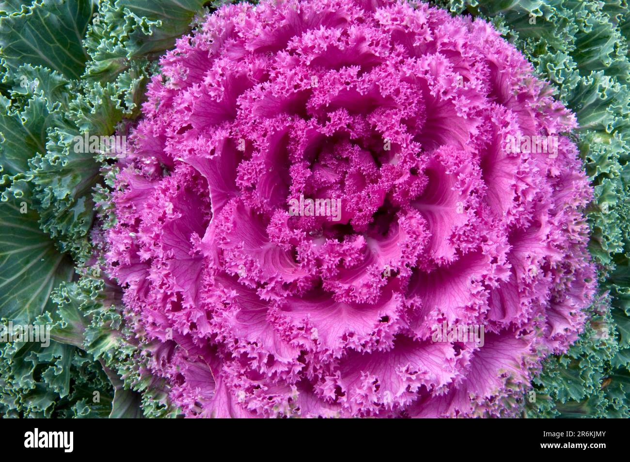 Curly Kale (Brassica oleracea var. acephala Stock Photo - Alamy