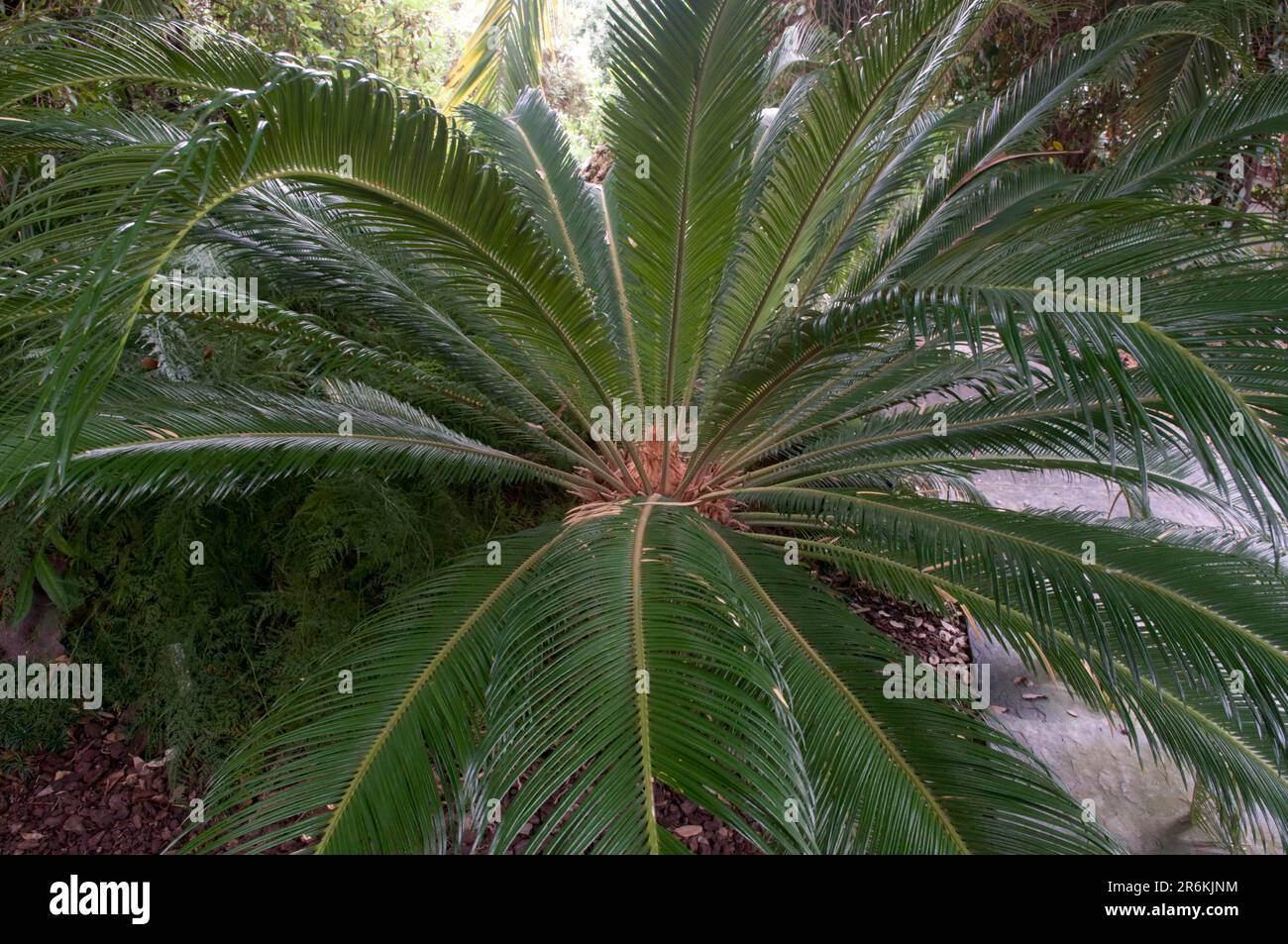 Cycad (Cycas revoluta), Cycadaceae Stock Photo - Alamy