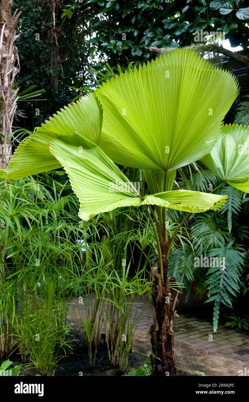 Palas palm (Licuala grandis Stock Photo - Alamy
