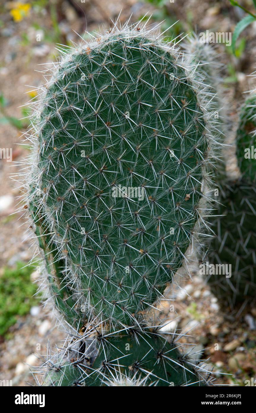 Opuntia (Opuntia pilifera Stock Photo - Alamy
