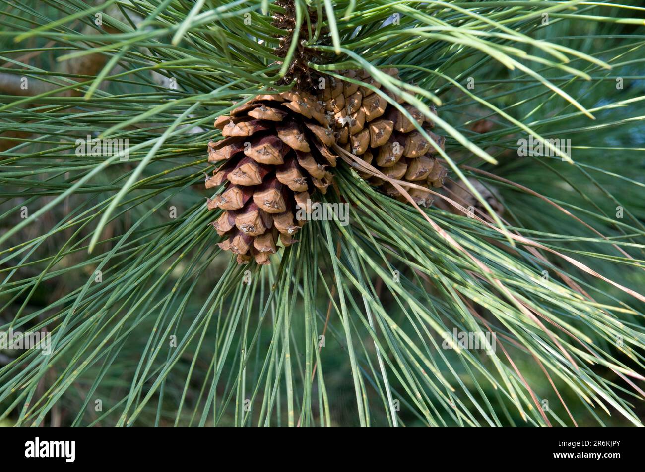 Cone, ponderosa pine (Pinus ponderosa Stock Photo - Alamy