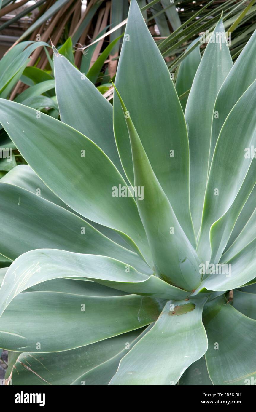Dragon-Tree Agave, Fox Tail Agave, Foxtail Agave, Spineless Agave, Swan ...
