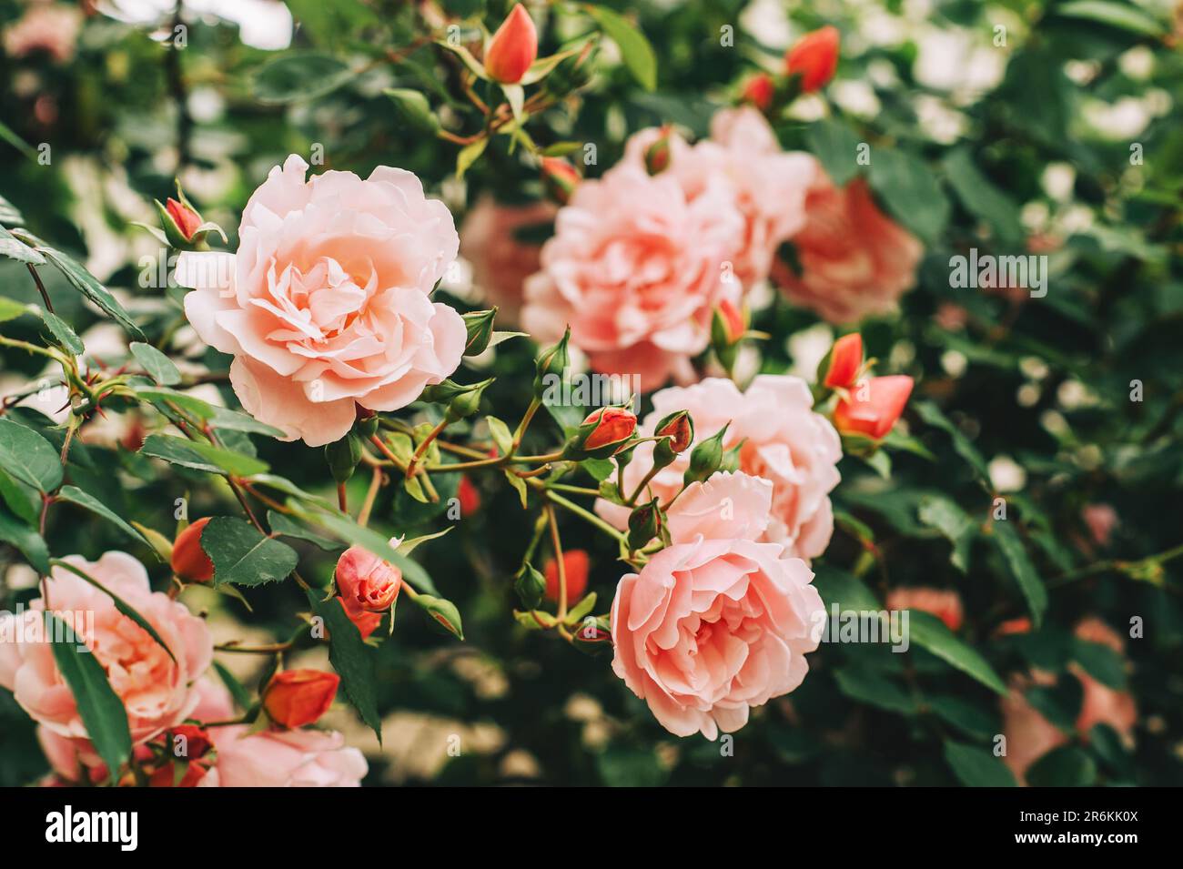 Beautiful blooming coral rose hi-res stock photography and images - Alamy