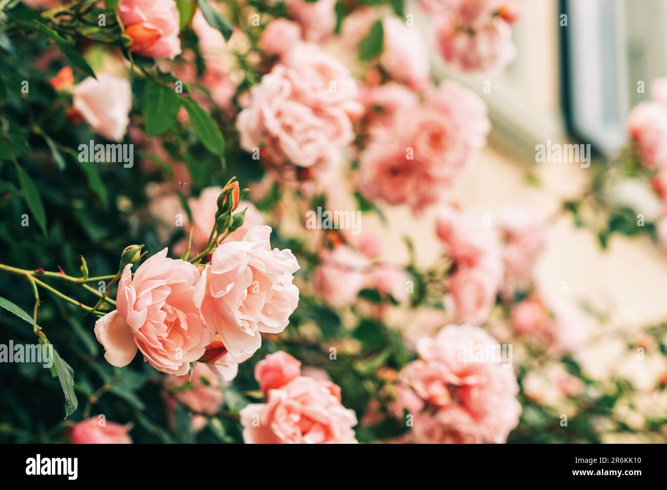 Beautiful blooming coral rose hi-res stock photography and images - Alamy