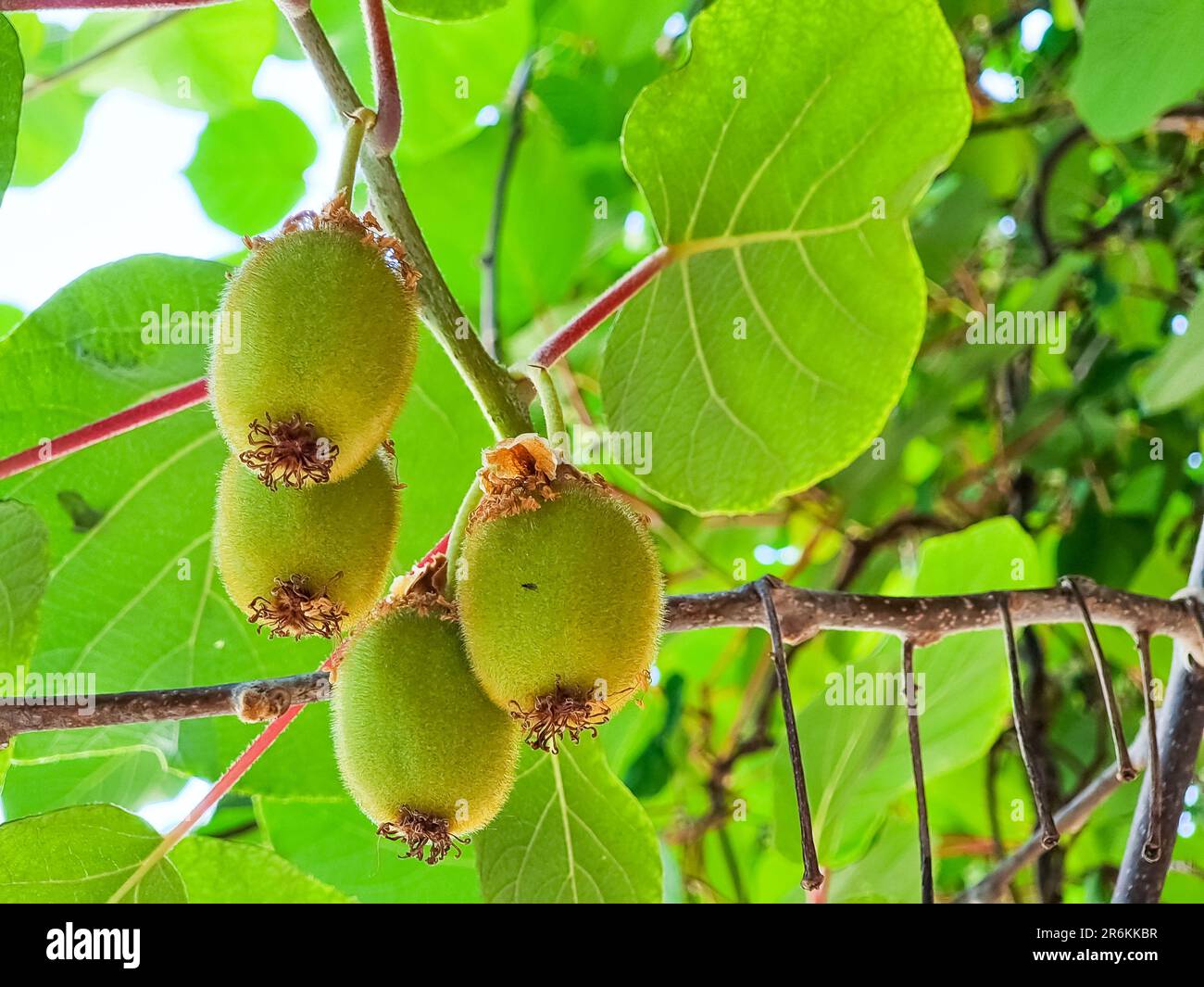 Kiwi picking season. Kiwi on a kiwi tree plantation with with huge ...
