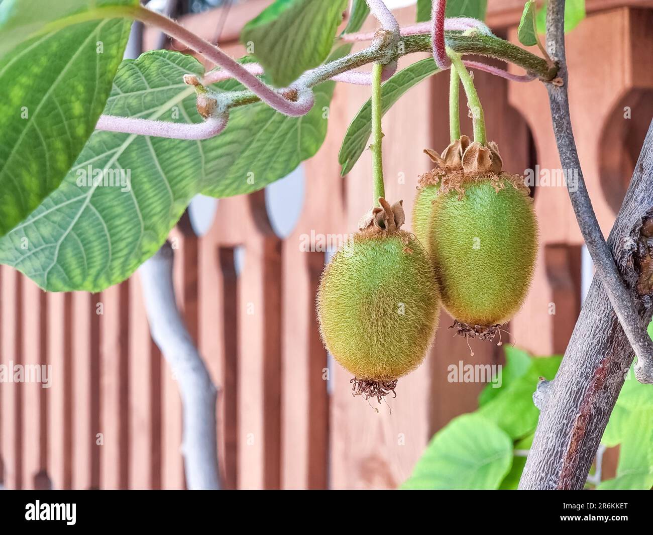 Kiwi picking season. Kiwi on a kiwi tree plantation with with huge clusters of fruits. Garden ...