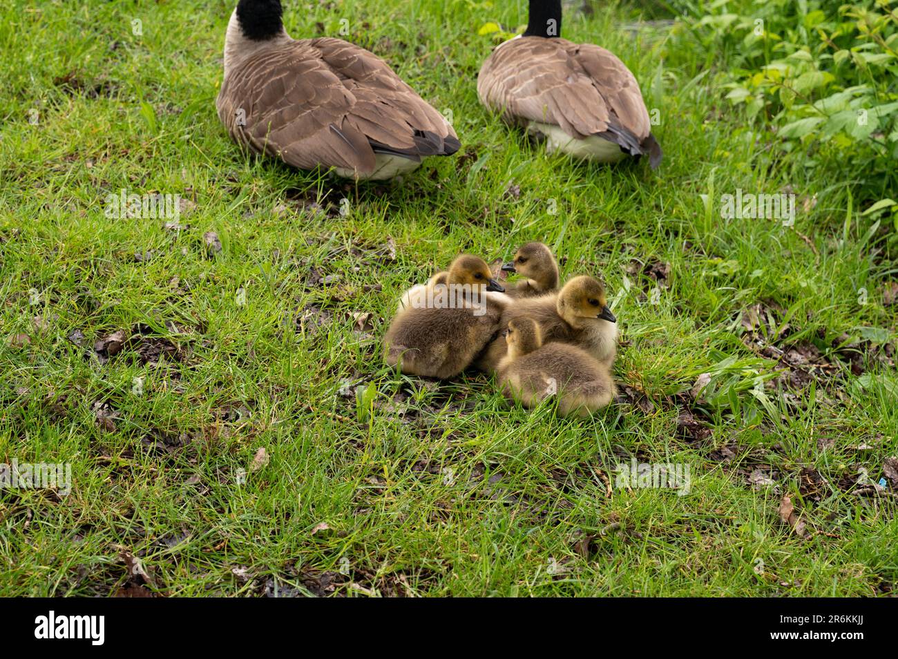 Family of Canada Geese (Branta canadensis), goslings cuddling with ...