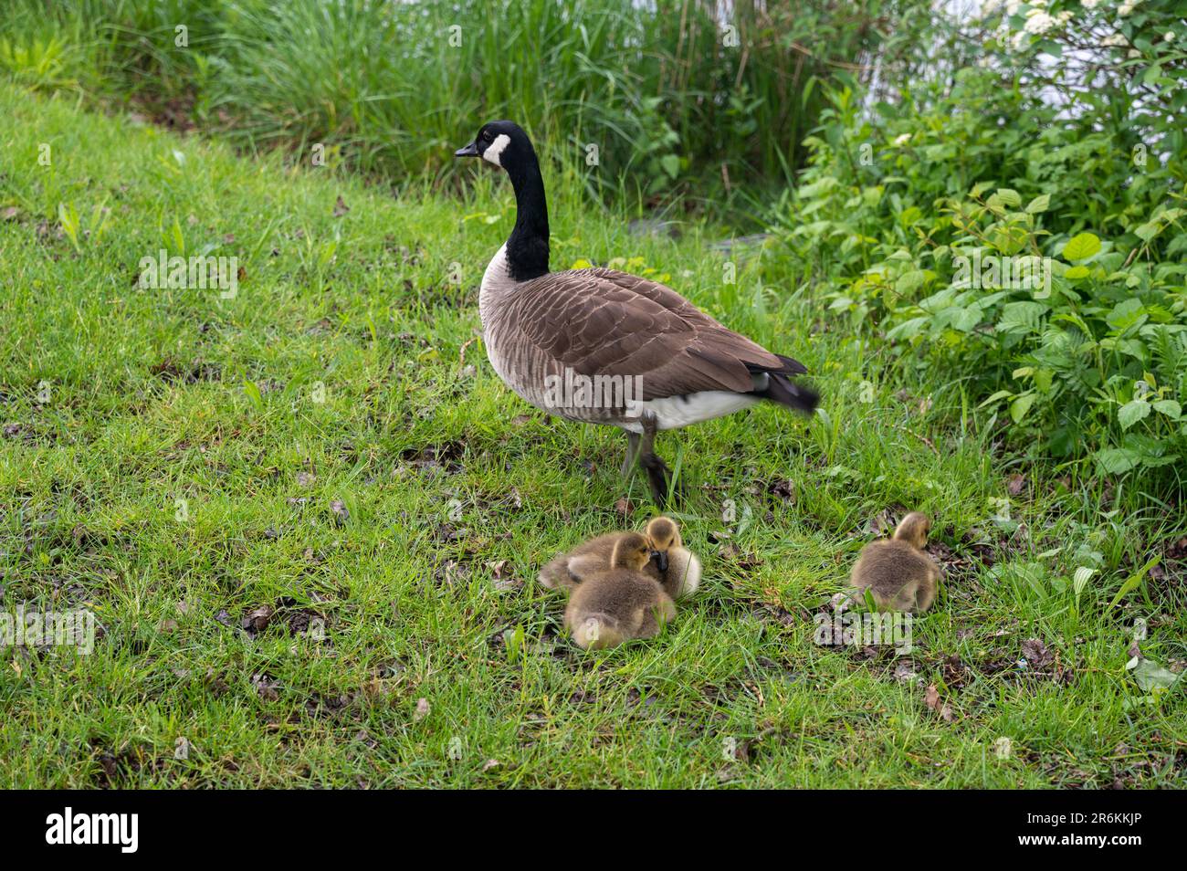 Canada geese ( Branta canadensis ) chicks with a goose in the green ...