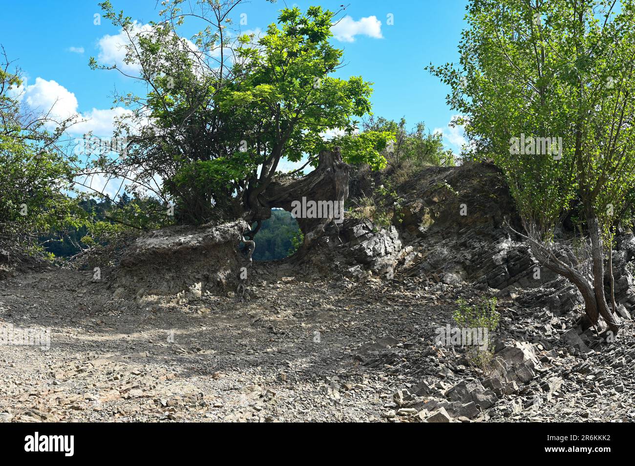 Roots of a tree with an opening in the nature Stock Photo - Alamy