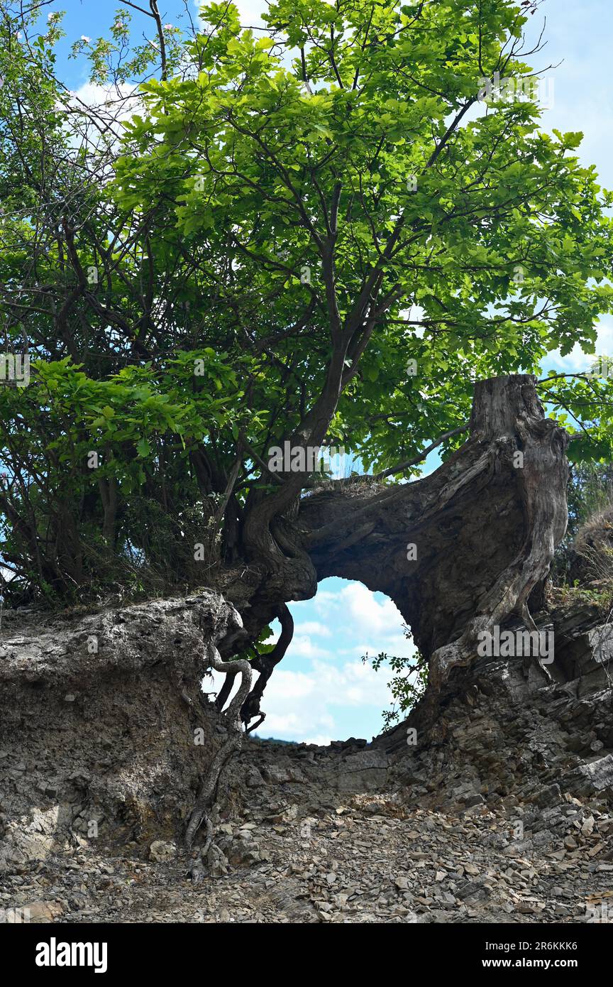 Roots of a tree with an opening and a view of the blue sky Stock Photo ...