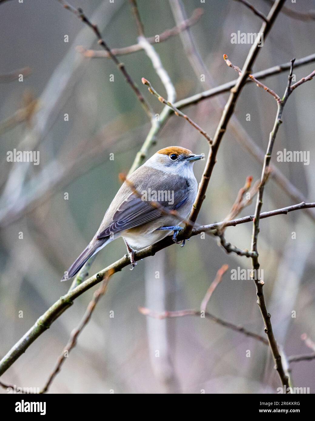 Female Black Cap, winter plumage photographed at Swanpool, Cornwall ...