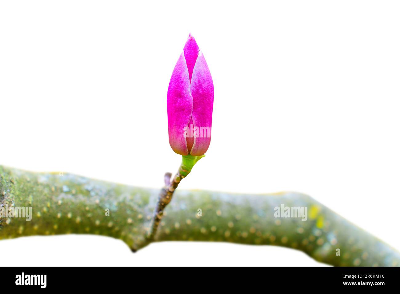 Magnolia tree branch with a single unopened bud isolated on white ...
