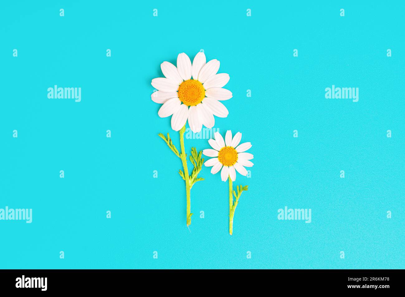 Two daisies isolated on a serene blue background. Calm and peace ...