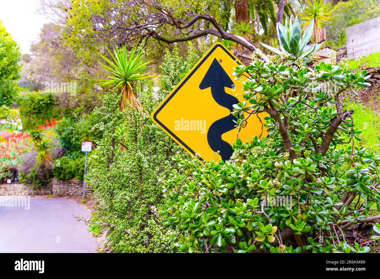 Winding Road sign partially hidden among the lush foliage of a money ...