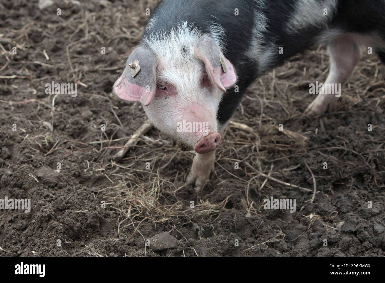 Jolly pig hi-res stock photography and images - Alamy