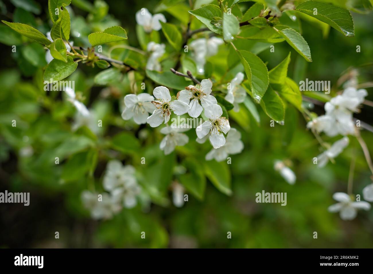 Spring flowers apple tree after rain hi-res stock photography and ...