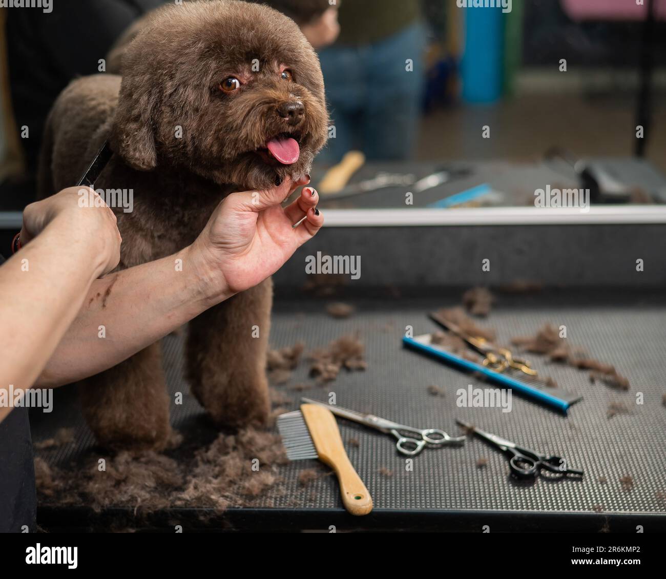 Woman trimming a small dog with scissors in a grooming salon Stock ...
