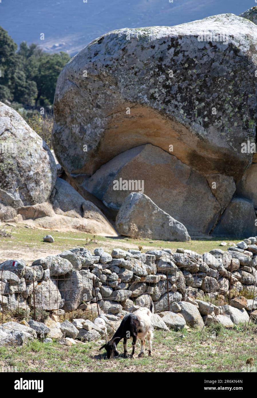 Huge, smooth granite volcanic rock behind goat at graze, Volax village ...