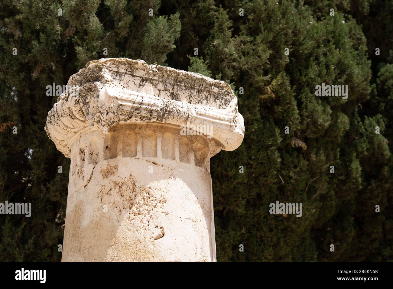 Ancient capital of a column on a cypress tree background Stock Photo ...